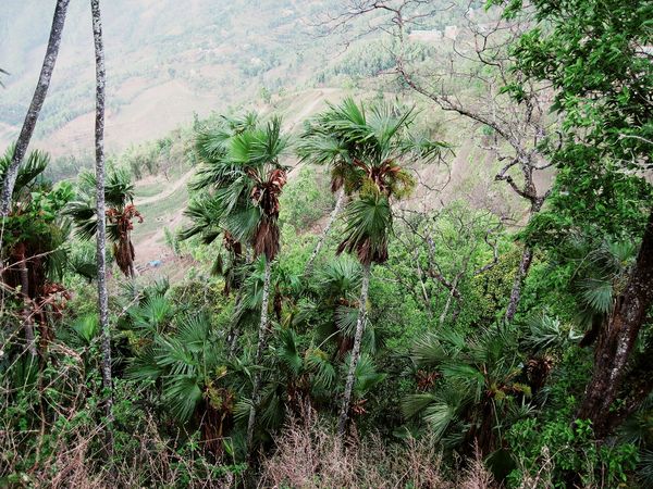 Trachycarpus martianus - Palmpedia - Palm Grower's Guide