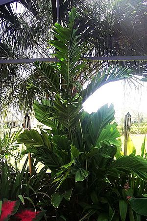 Ptychosperma schefferi - Palmpedia - Palm Grower's Guide