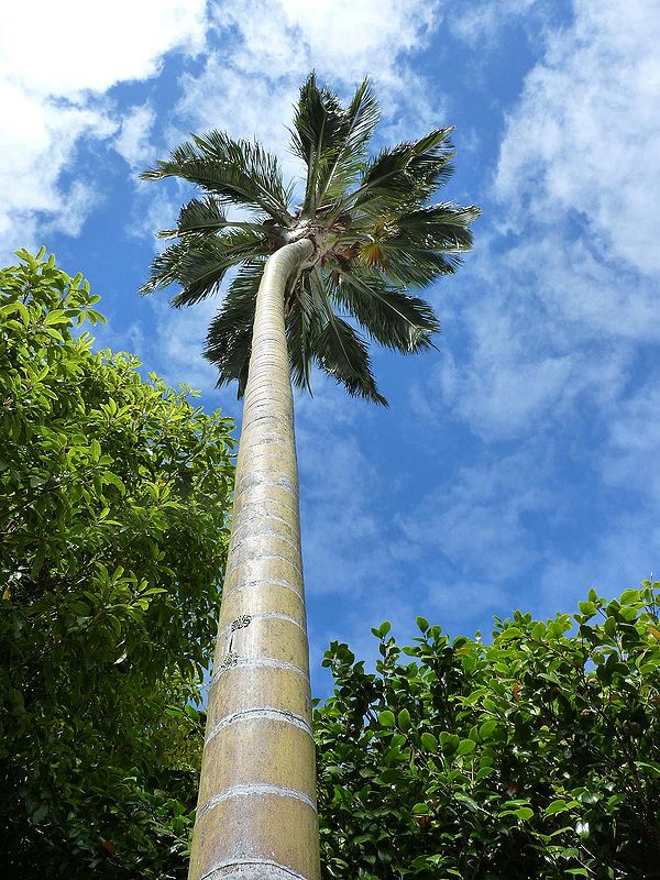 Juania australis - Palmpedia - Palm Grower's Guide