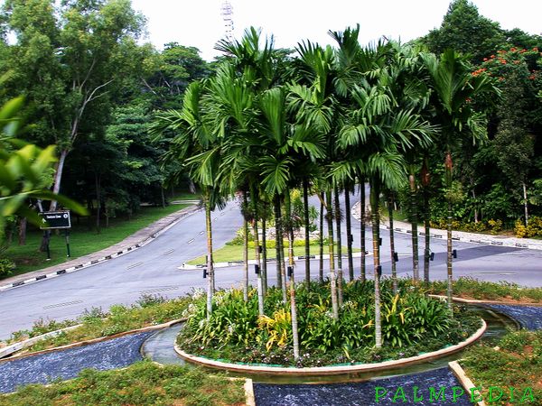 Areca catechu - Palmpedia - Palm Grower's Guide
