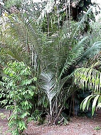 Astrocaryum murumuru - Palmpedia - Palm Grower's Guide