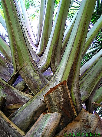 Corypha utan - Palmpedia - Palm Grower's Guide