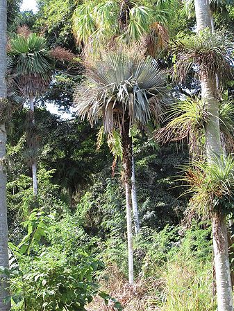 Copernicia rigida - Palmpedia - Palm Grower's Guide