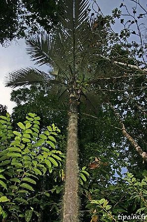 Astrocaryum rodriguesii - Palmpedia - Palm Grower's Guide