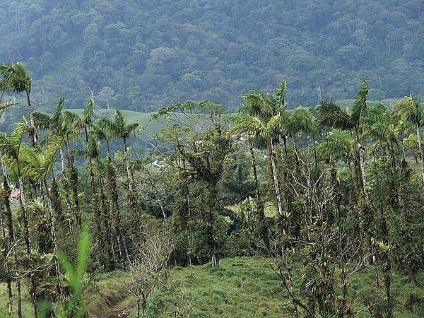 Iriartea deltoidea - Palmpedia - Palm Grower's Guide