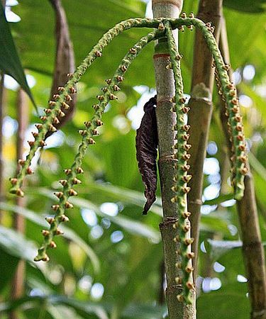 Pinanga patula - Palmpedia - Palm Grower's Guide