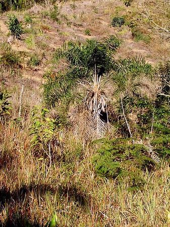 Syagrus macrocarpa - Palmpedia - Palm Grower's Guide