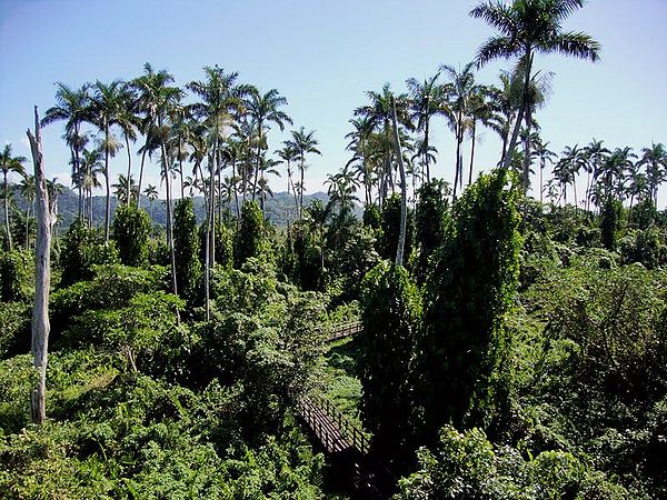 Roystonea princeps - Palmpedia - Palm Grower's Guide