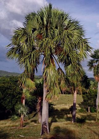Sabal domingensis - Palmpedia - Palm Grower's Guide