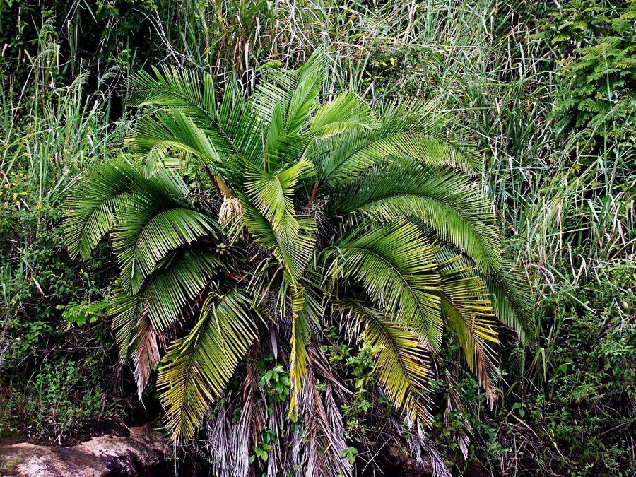 Syagrus santosii - Palmpedia - Palm Grower's Guide