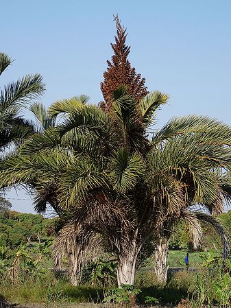 Raphia australis - Palmpedia - Palm Grower's Guide