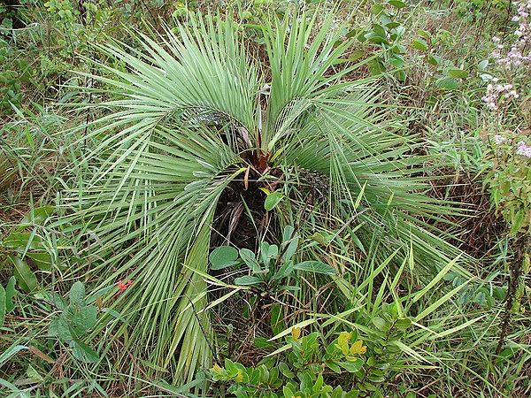 Butia archeri - Palmpedia - Palm Grower's Guide