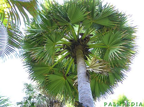 Borassus flabellifer - Palmpedia - Palm Grower's Guide