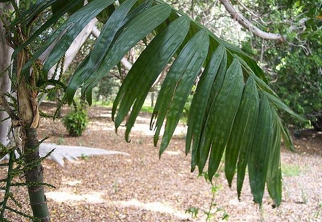 Chamaedorea tepejilote - Palmpedia - Palm Grower's Guide