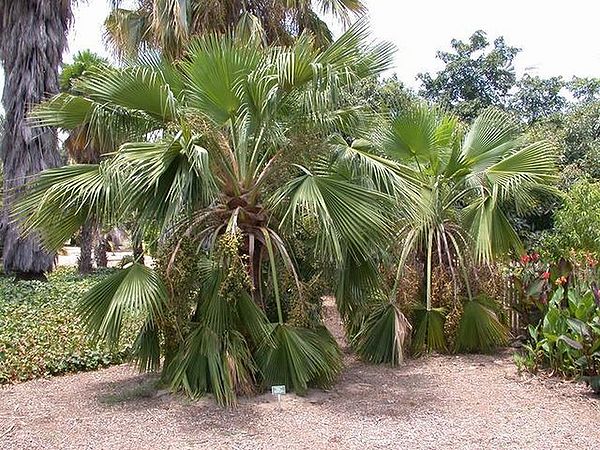 Brahea edulis - Palmpedia - Palm Grower's Guide