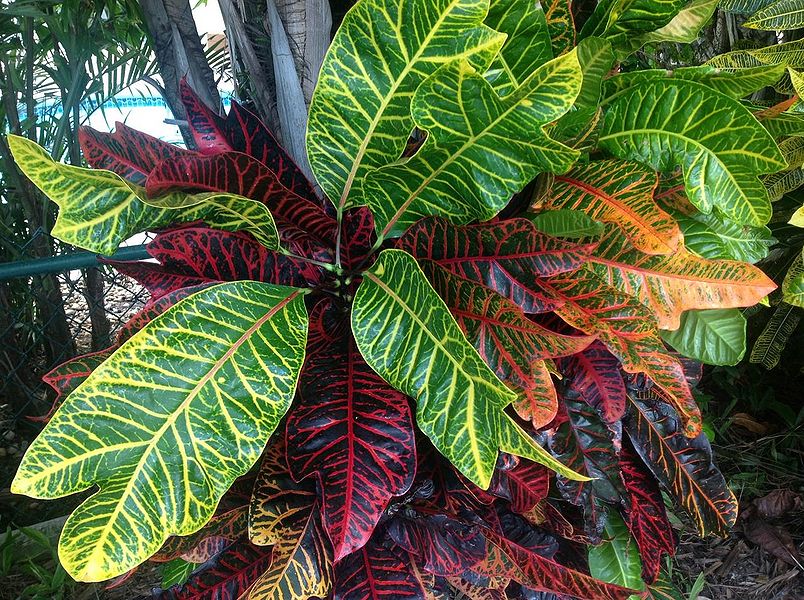 INCA - Palmpedia - Palm Grower's Guide