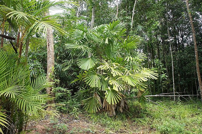 Licuala spinosa - Palmpedia - Palm Grower's Guide