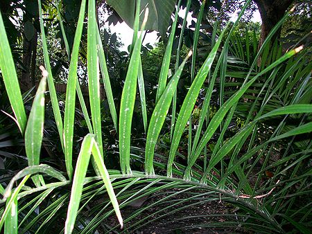 Pinnate - Palmpedia - Palm Grower's Guide