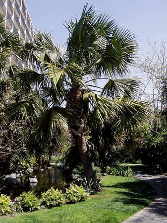 Sabal rosei - Palmpedia - Palm Grower's Guide