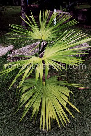 Tahina spectabilis - Palmpedia - Palm Grower's Guide