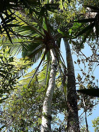 Ravenea madagascariensis - Palmpedia - Palm Grower's Guide