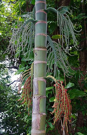 Pinanga insignis - Palmpedia - Palm Grower's Guide
