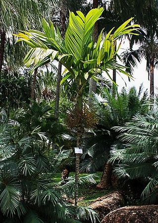Areca concinna - Palmpedia - Palm Grower's Guide