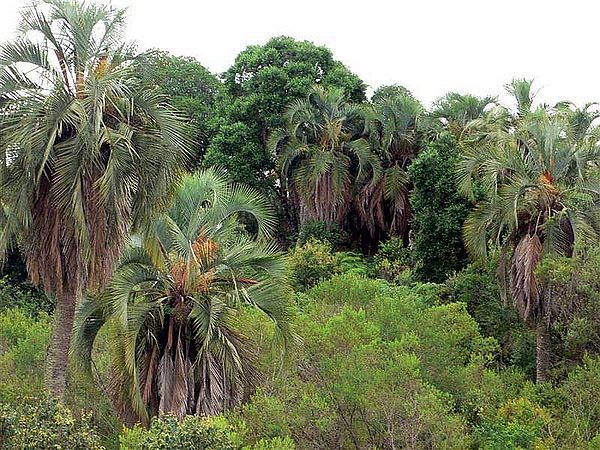 Butia eriospatha - Palmpedia - Palm Grower's Guide