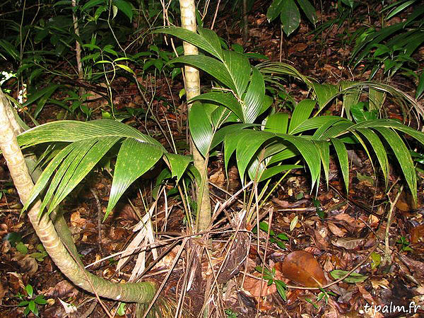 Geonoma interrupta - Palmpedia - Palm Grower's Guide