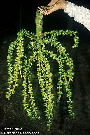 Iriartea deltoidea - Palmpedia - Palm Grower's Guide