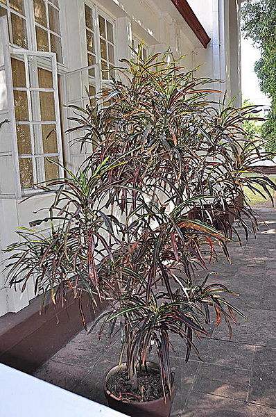 INTERRUPTUM - Palmpedia - Palm Grower's Guide