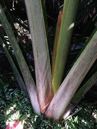 Tahina spectabilis - Palmpedia - Palm Grower's Guide