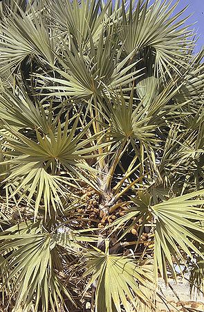 Hyphaene thebaica - Palmpedia - Palm Grower's Guide