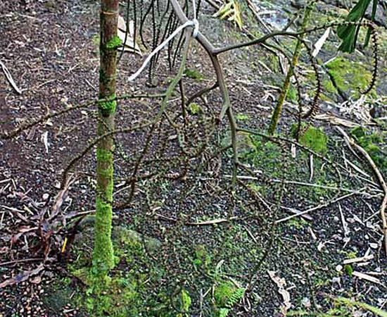 Balaka macrocarpa - Palmpedia - Palm Grower's Guide