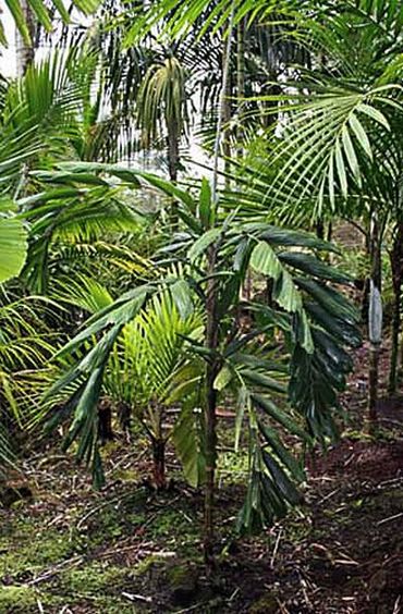 Balaka microcarpa - Palmpedia - Palm Grower's Guide