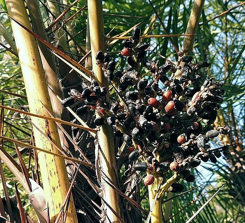 Phoenix paludosa - Palmpedia - Palm Grower's Guide
