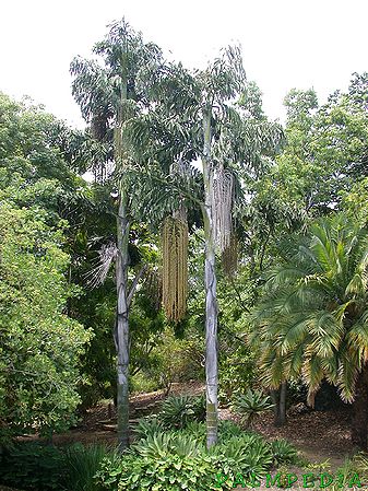 Caryota urens - Palmpedia - Palm Grower's Guide