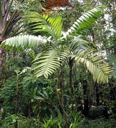 Chamaedorea tepejilote - Palmpedia - Palm Grower's Guide