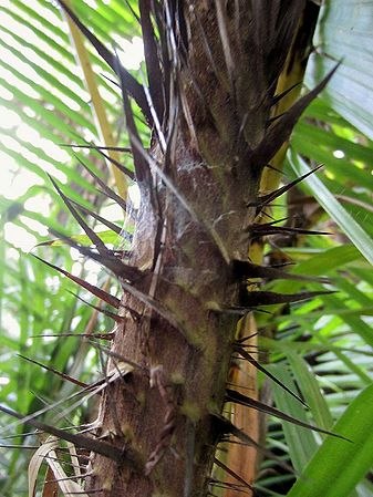 Daemonorops jenkinsiana - Palmpedia - Palm Grower's Guide