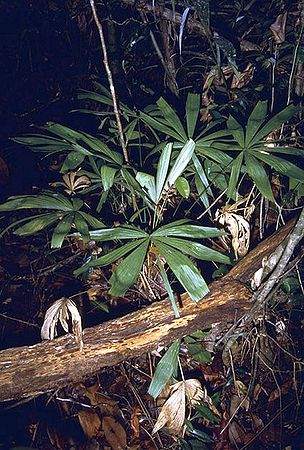 Licuala mattanensis - Palmpedia - Palm Grower's Guide