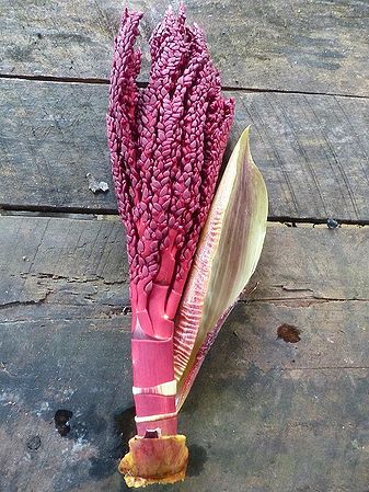 Loxococcus rupicola - Palmpedia - Palm Grower's Guide