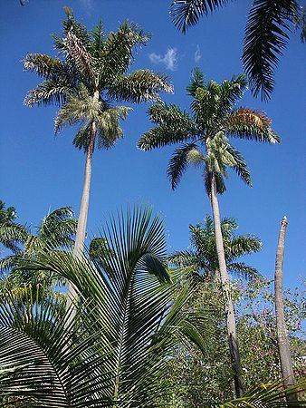 Roystonea princeps - Palmpedia - Palm Grower's Guide
