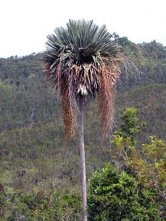 Copernicia rigida - Palmpedia - Palm Grower's Guide