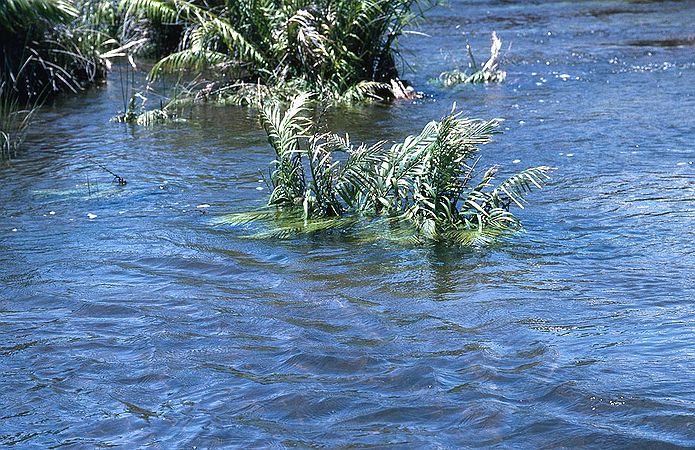 Ravenea musicalis - Palmpedia - Palm Grower's Guide