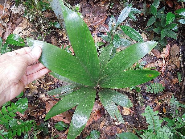 Balaka microcarpa - Palmpedia - Palm Grower's Guide