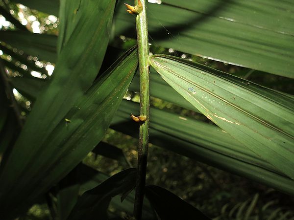Daemonorops grandis - Palmpedia - Palm Grower's Guide