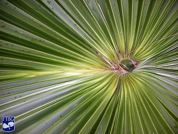 Corypha taliera - Palmpedia - Palm Grower's Guide