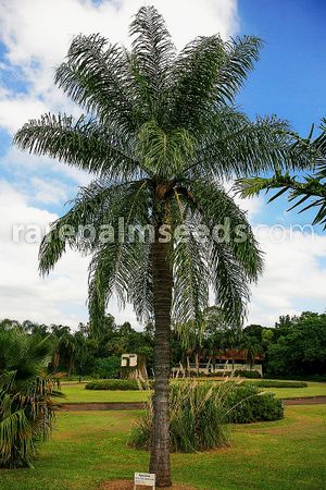 Acrocomia intumescens - Palmpedia - Palm Grower's Guide