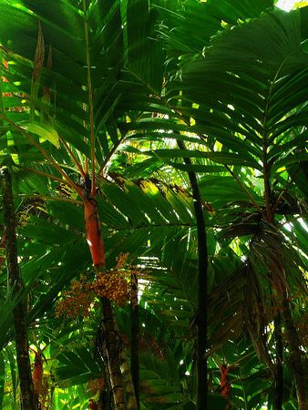 Areca vestiaria - Palmpedia - Palm Grower's Guide