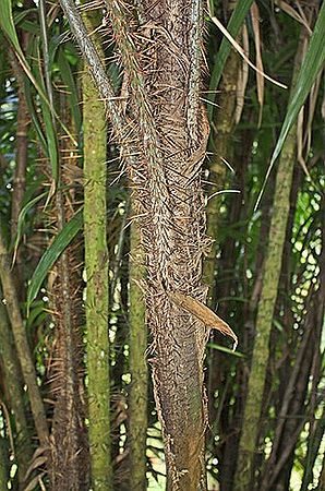 Bactris guineensis - Palmpedia - Palm Grower's Guide